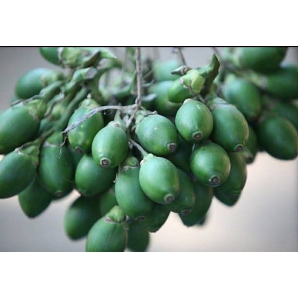 Jual pinang muda dan segar 1kg | Shopee Indonesia