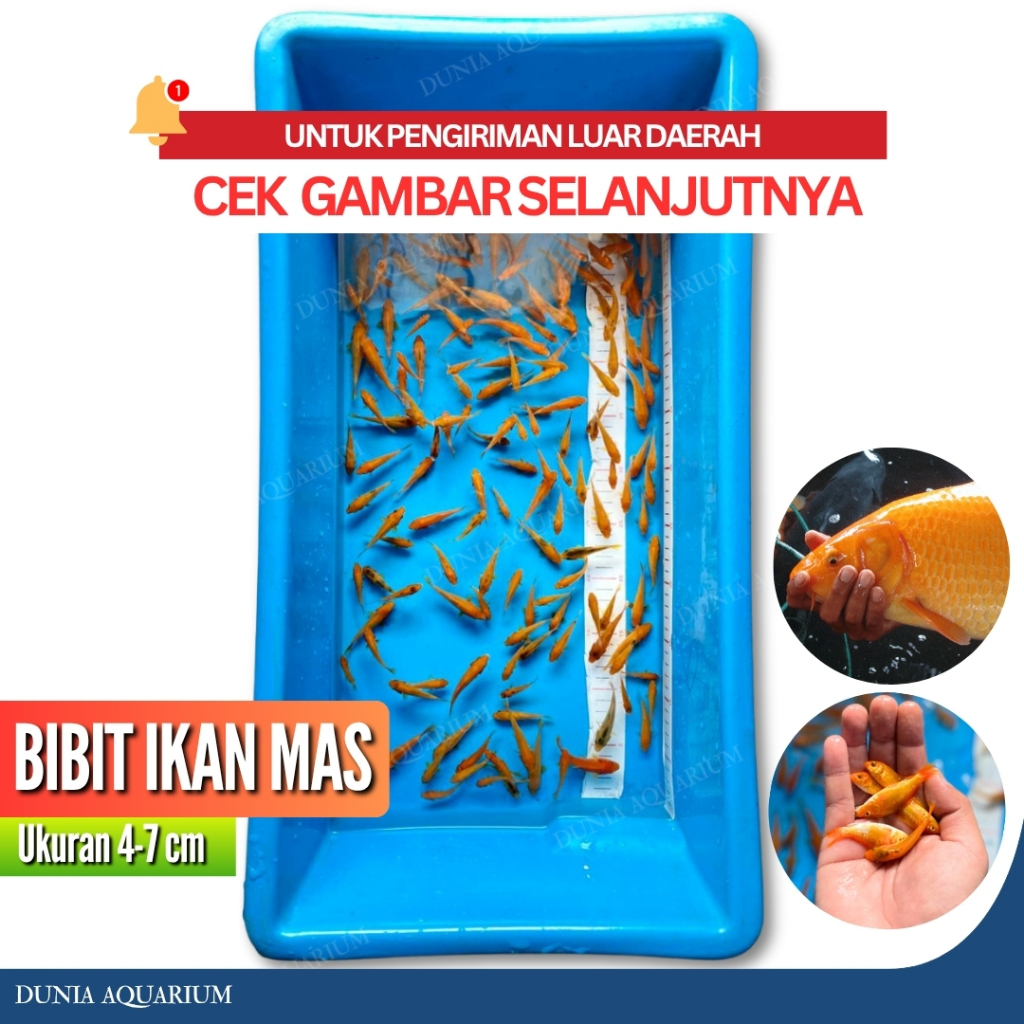 Jual Anakan Ikan Mas Tombro 4-7 cm Isi 30 Ekor / Benih Ikan Mas Merah ...