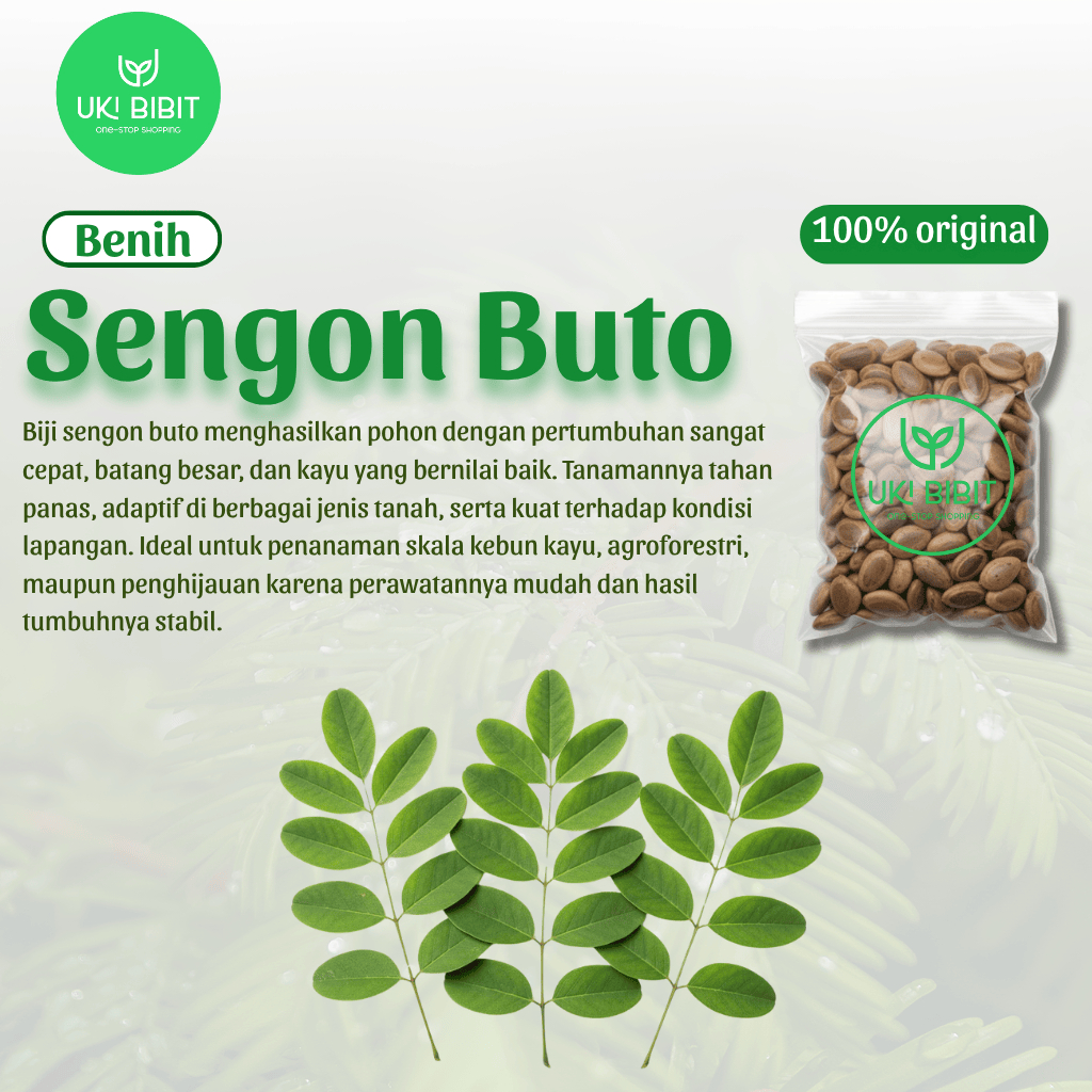 Jual ( 1 Kg ) Benih Biji Sengon Buto | Enterolobium Cyclocarpum ...