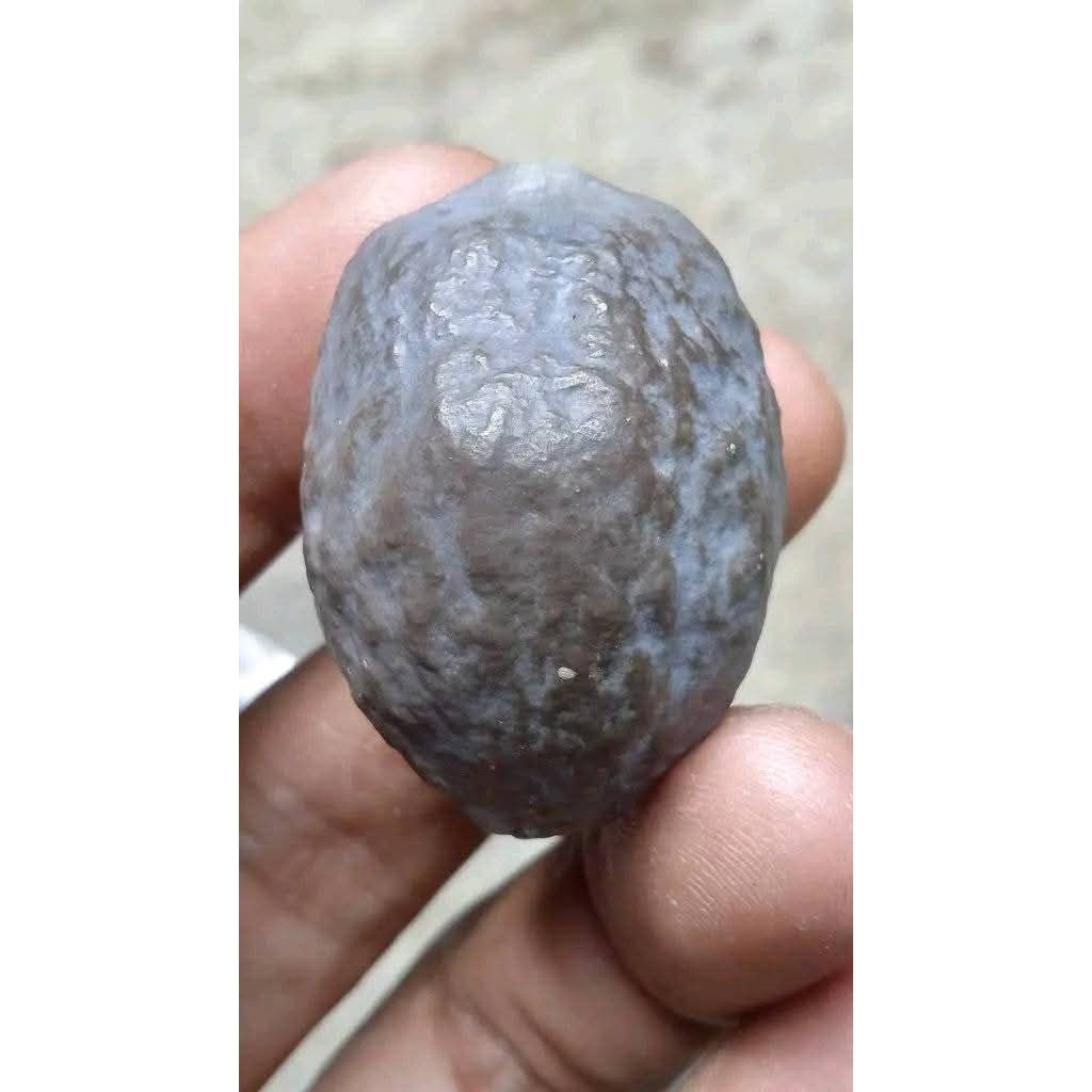 Jual Kemiri muncang aduan jenis JAYANTI ORI | Shopee Indonesia