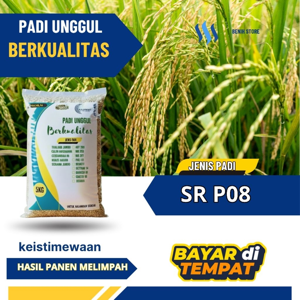 Jual Benih padi SR P08 Ultra genjah Original 5kg | Shopee Indonesia