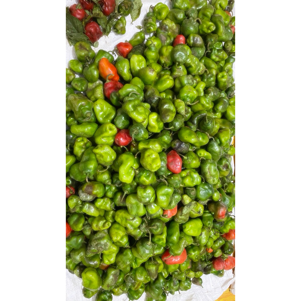 Jual cabe gendot dieng per kg asli dieng | Shopee Indonesia