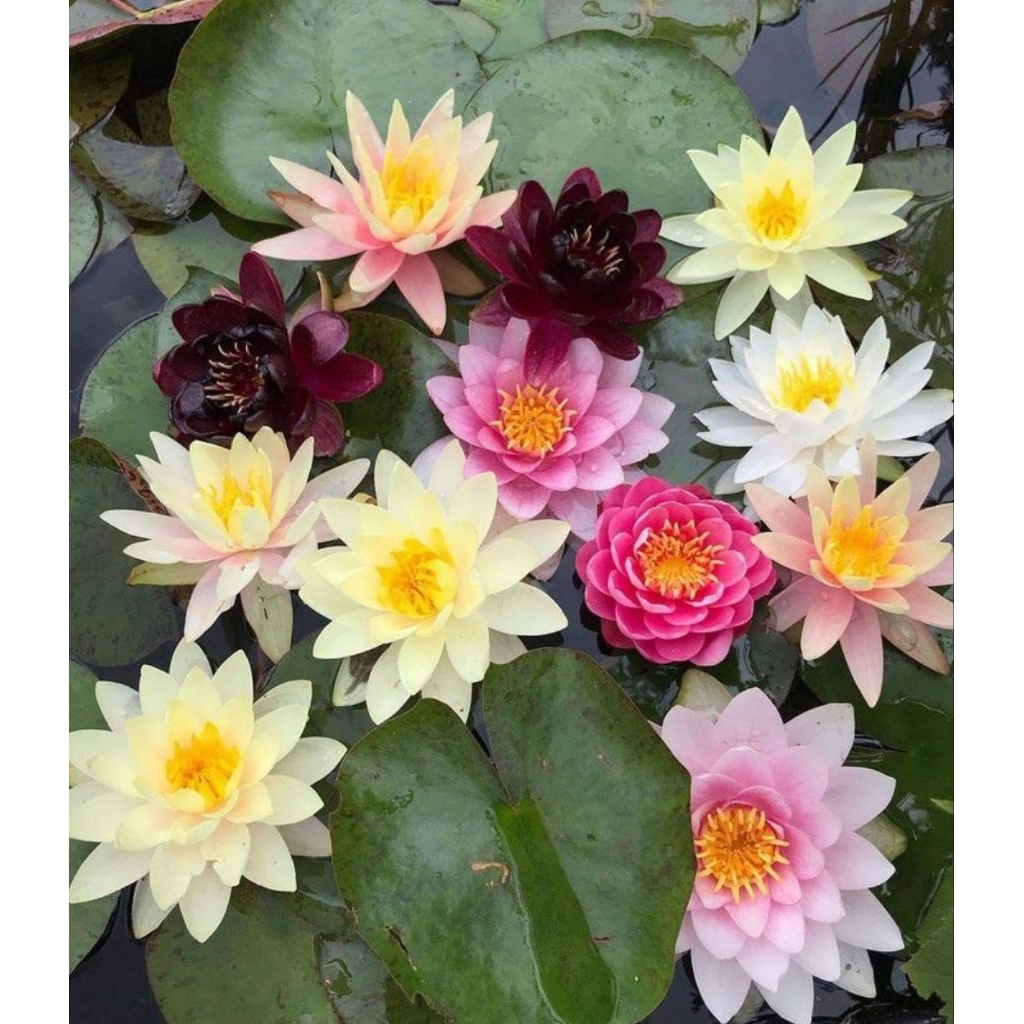 Jual 25 Biji Benih Bunga Teratai Water Lily mix | Shopee Indonesia