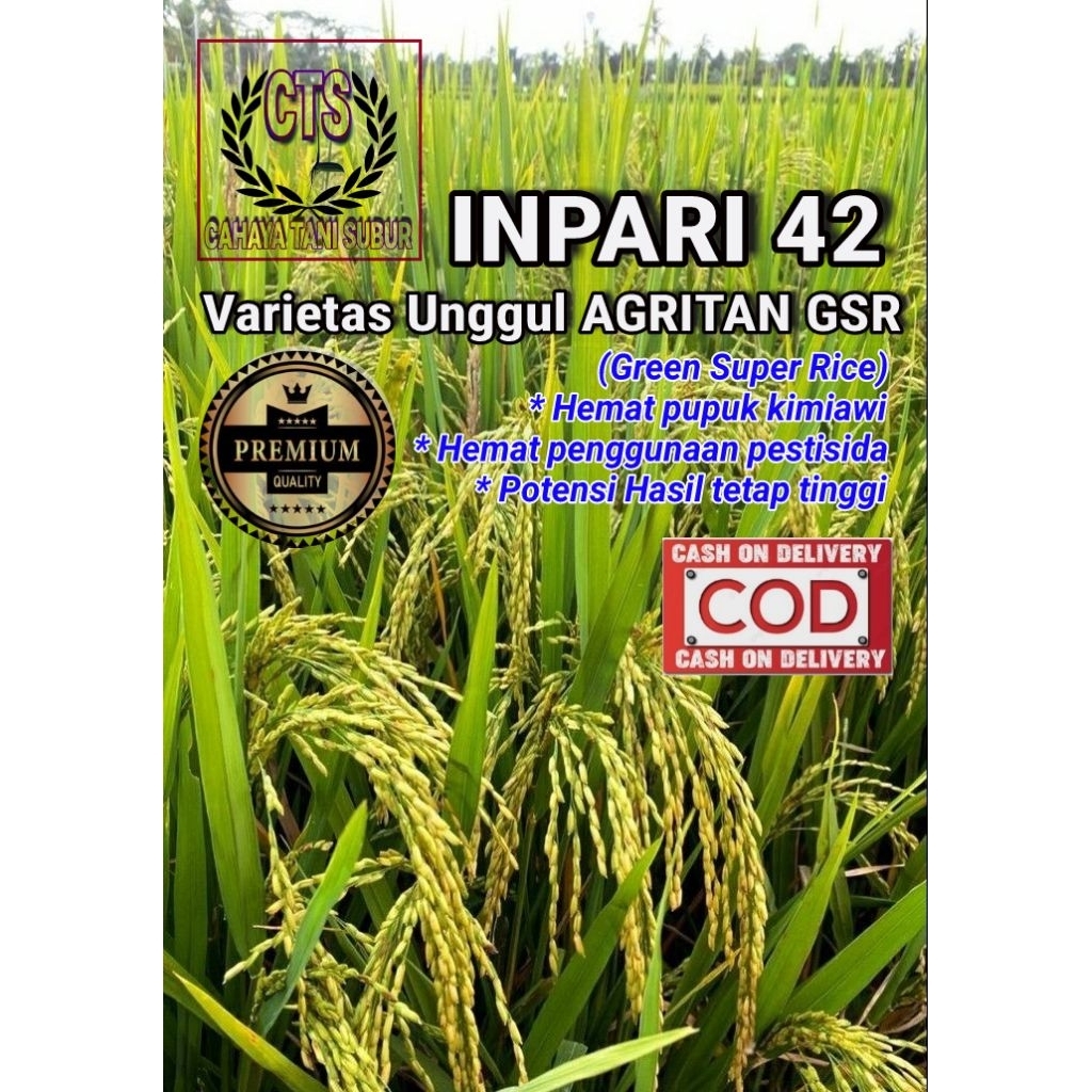 Jual Inpari 42 Agritan GSR Benih Padi Unggul (1kg) | Shopee Indonesia