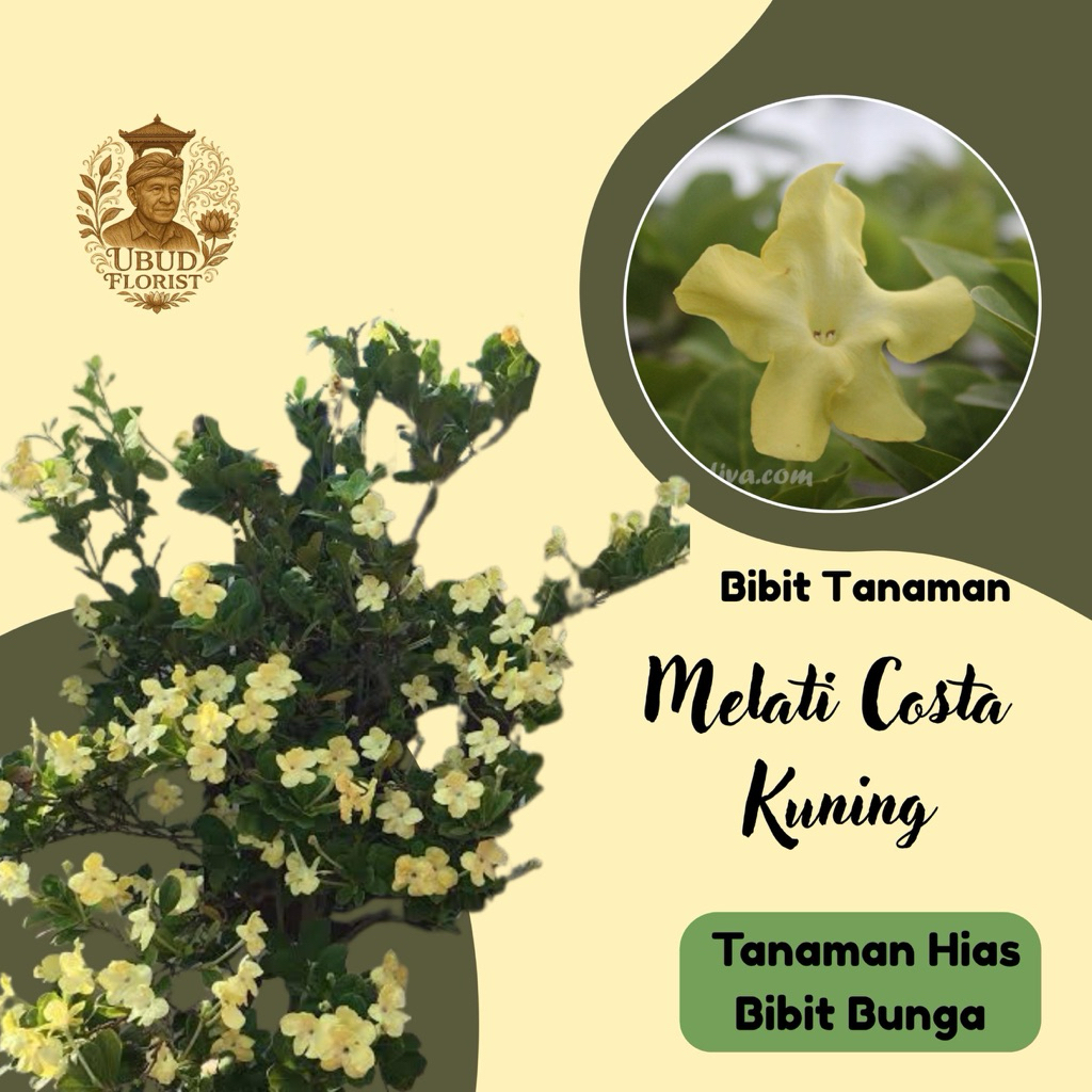 Jual Bibit tanaman lady of the night - melati costa kuning - Brufelsua ...