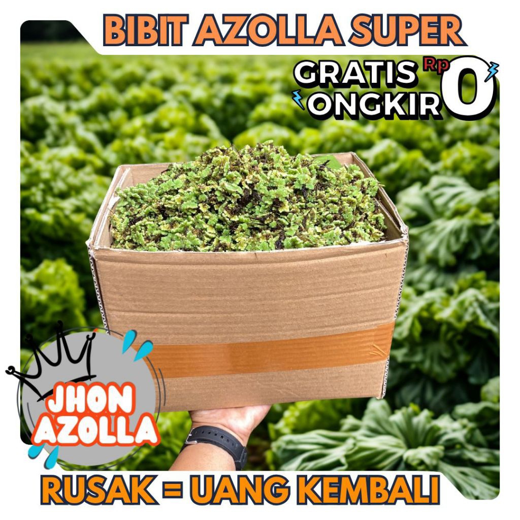 Jual Bibit Azolla Microphylla Cup 1000ml — Pakan Ikan & Unggas Siap ...