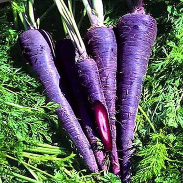 Jual (10 Biji) Benih Bibit Wortel Ungu Berkualitas | Shopee Indonesia