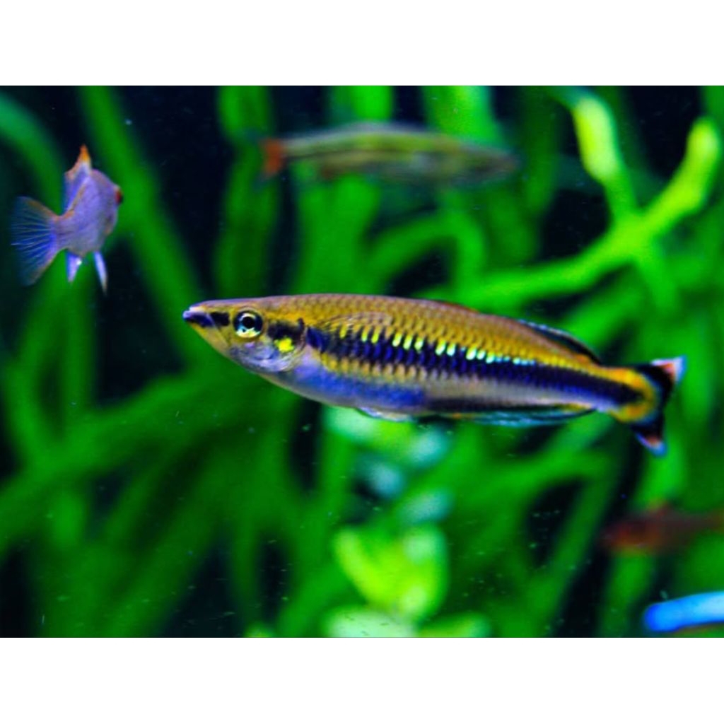 Jual rainbow fish Madagaskar ikan aquascape ikan hias air tawar ...