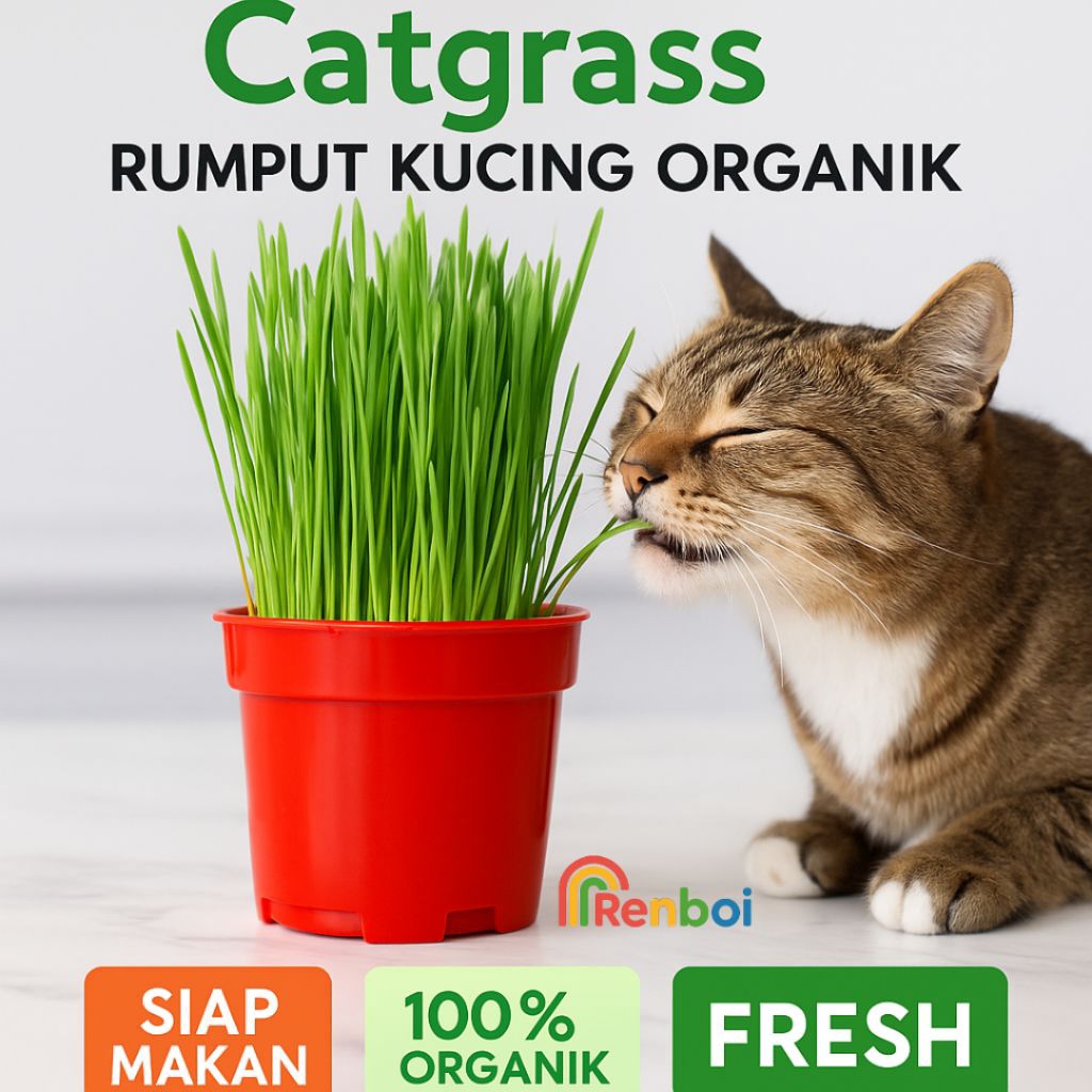 Jual Rumput gandum Rumput kucing catgrass siap makan anti hairball ...