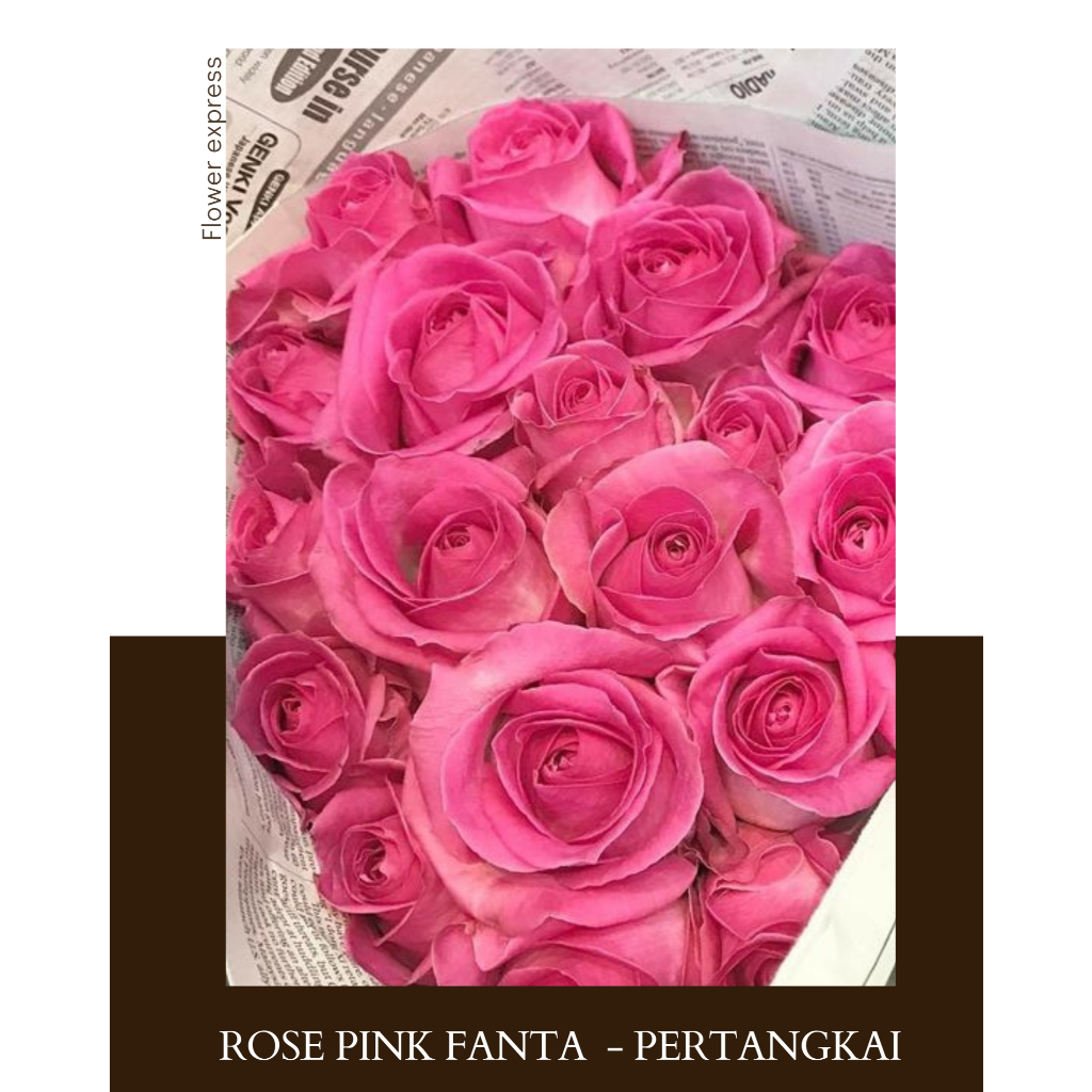 Jual Bunga Rose Pink Fanta Fresh | Bunga Potong Segar - Pertangkai ...