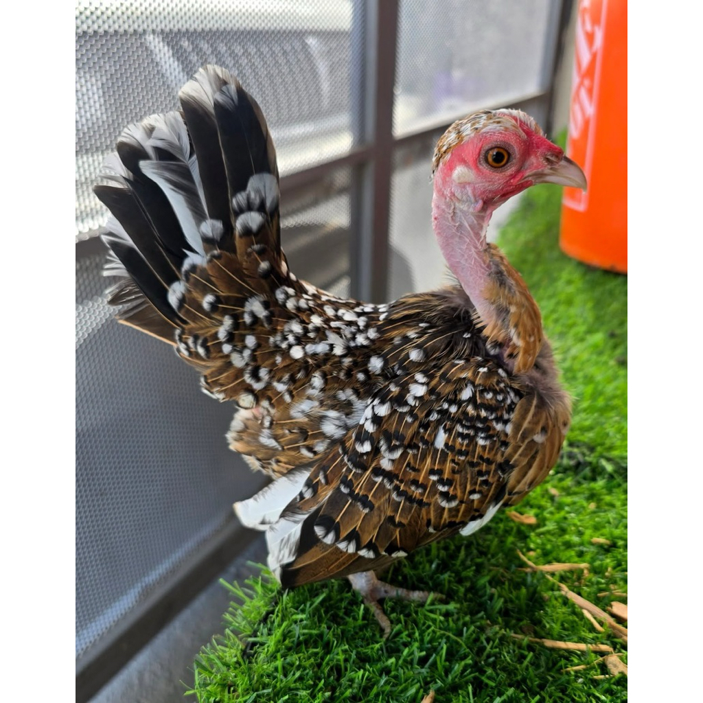 Jual TELUR TETAS AYAM KATE UNTUK DI TETASKAN | Shopee Indonesia