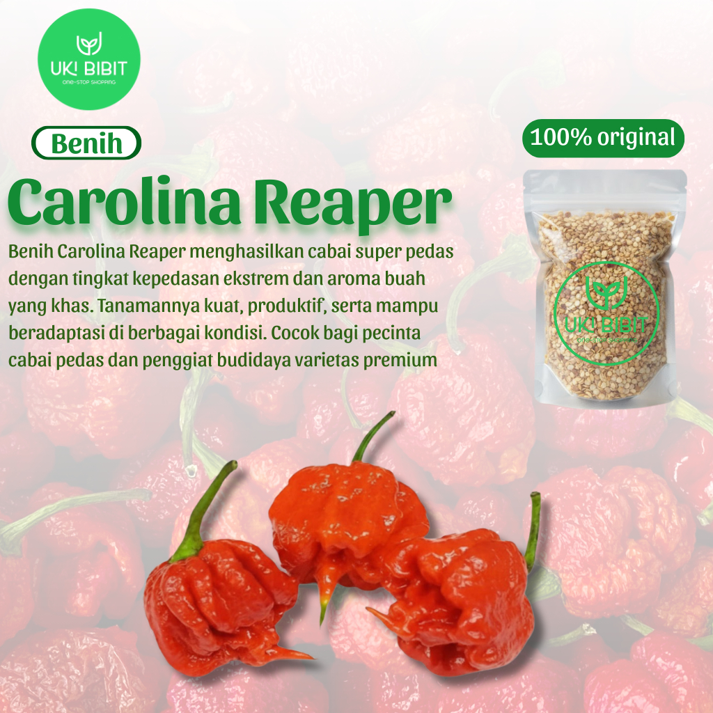 Jual ( 1 Butir ) Benih Biji Cabe Carolina Reaper | Capsicum Chinense ...