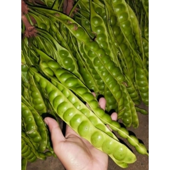 Jual PETE FRESH 10 LONJOR / PETE 10 PAPAN ENAK | Shopee Indonesia