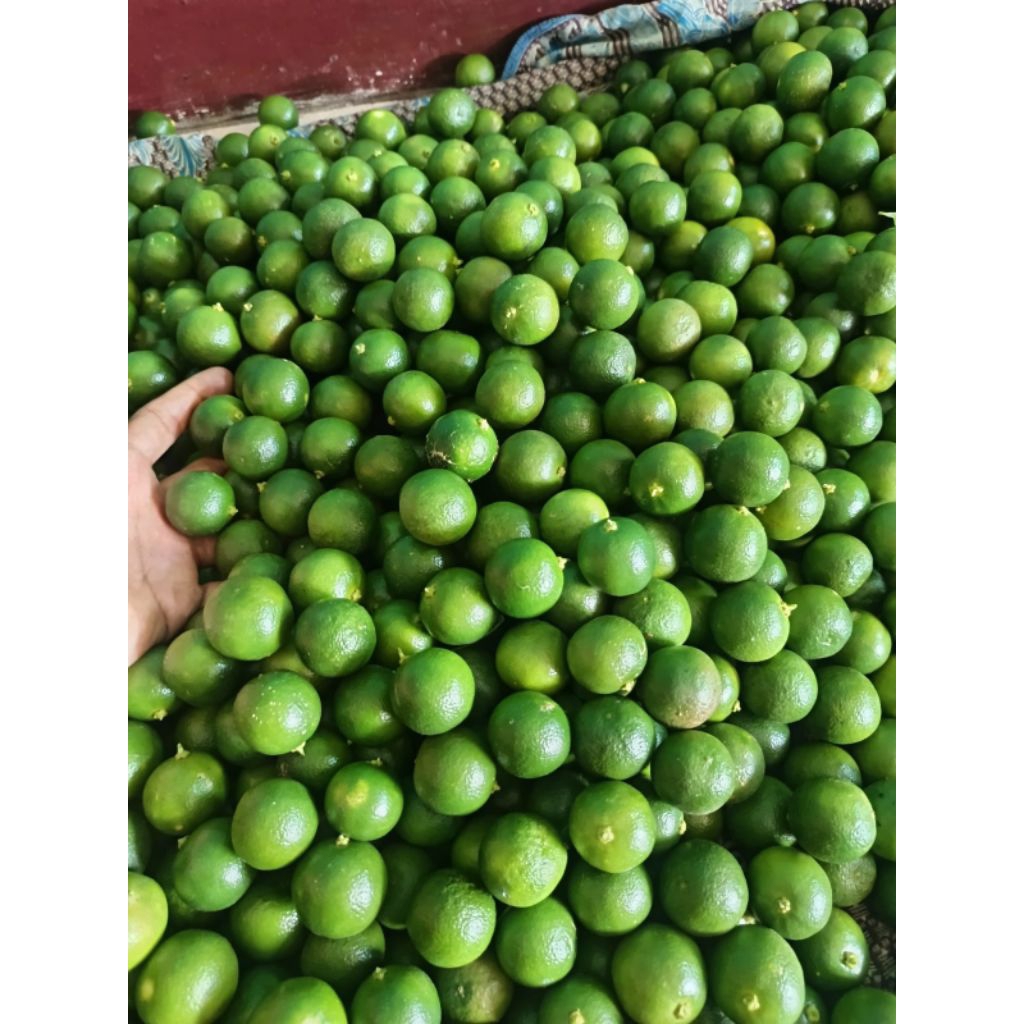 Jual JERUK SONGKIT JERUK PERAS JERUK KASTURI 1KG UKURAN SEDANG | Shopee ...