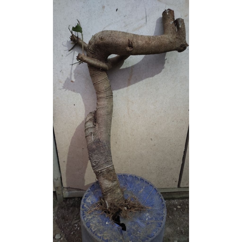 Jual stek ficus Beringin Bunut preh realpic sesuai gambar | Shopee ...