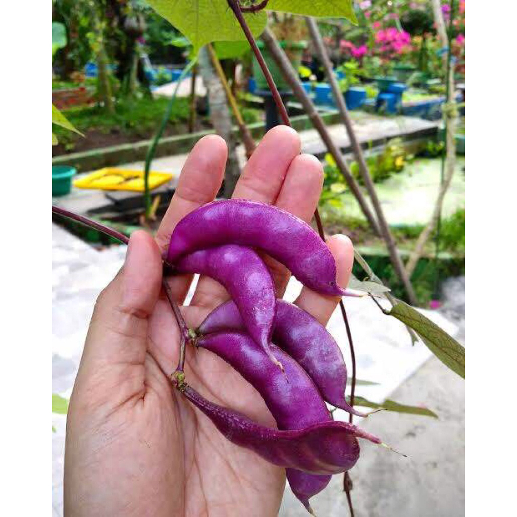 Jual 2 Biji Benih KACANG KORO UNGU Roay Ungu Hyacinth Moonshdow Bean ...