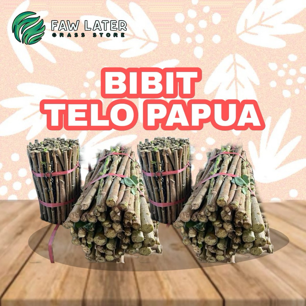 Jual Bibit Telo/Singkong Papua Berkualitas Untuk pakan ternak ,tahan ...