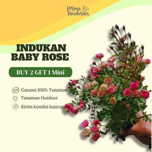 Jual PAKET 2 indukan Baby Rose Isi 2 Plant | Shopee Indonesia