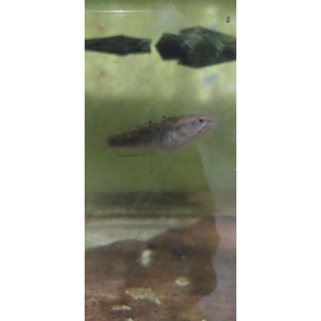 Jual channa blue pulchra size 4-6cm | Shopee Indonesia