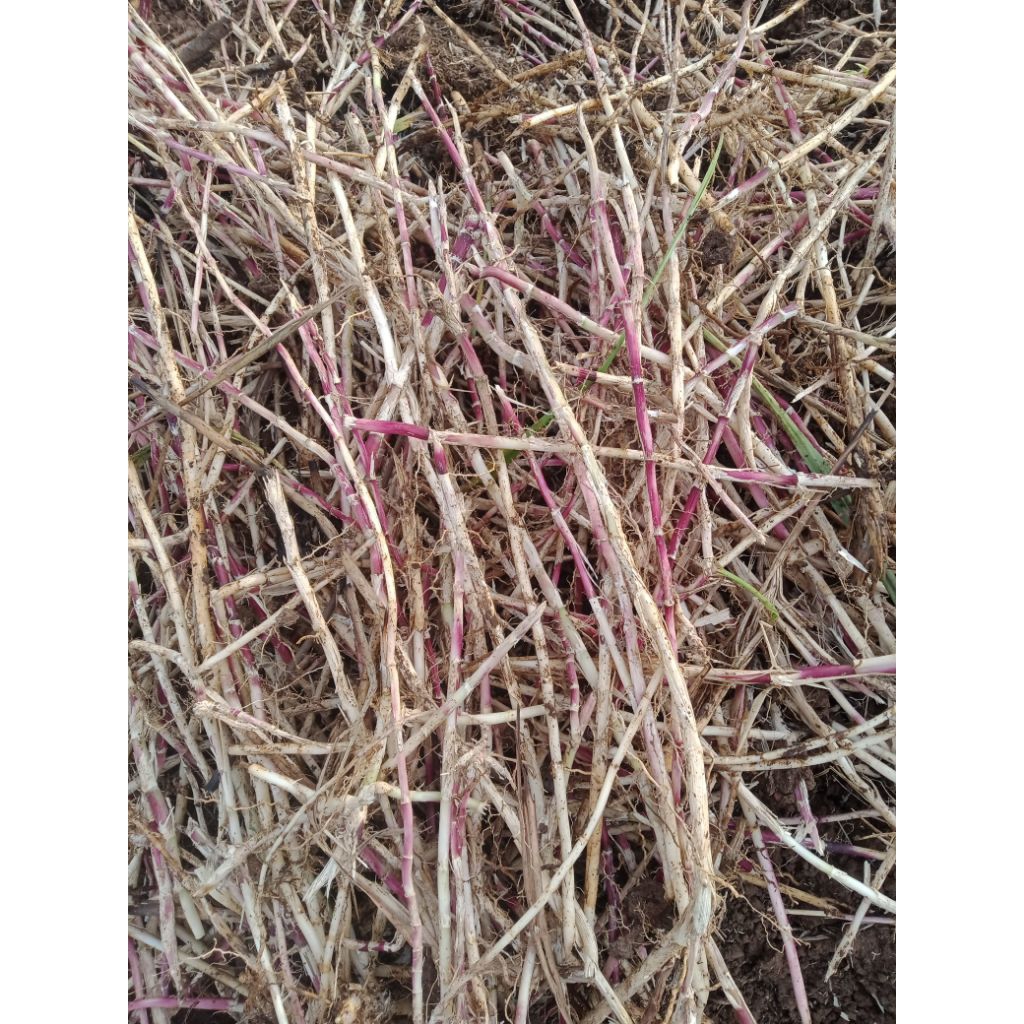 Jual akar alang alang kering herbal 300g | Shopee Indonesia