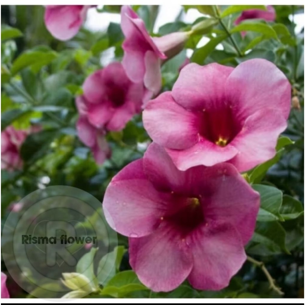 Jual POHON ALAMANDA BUNGA UNGU TINGGI ± 1 METER / TANAMAN HIAS BUNGA ...