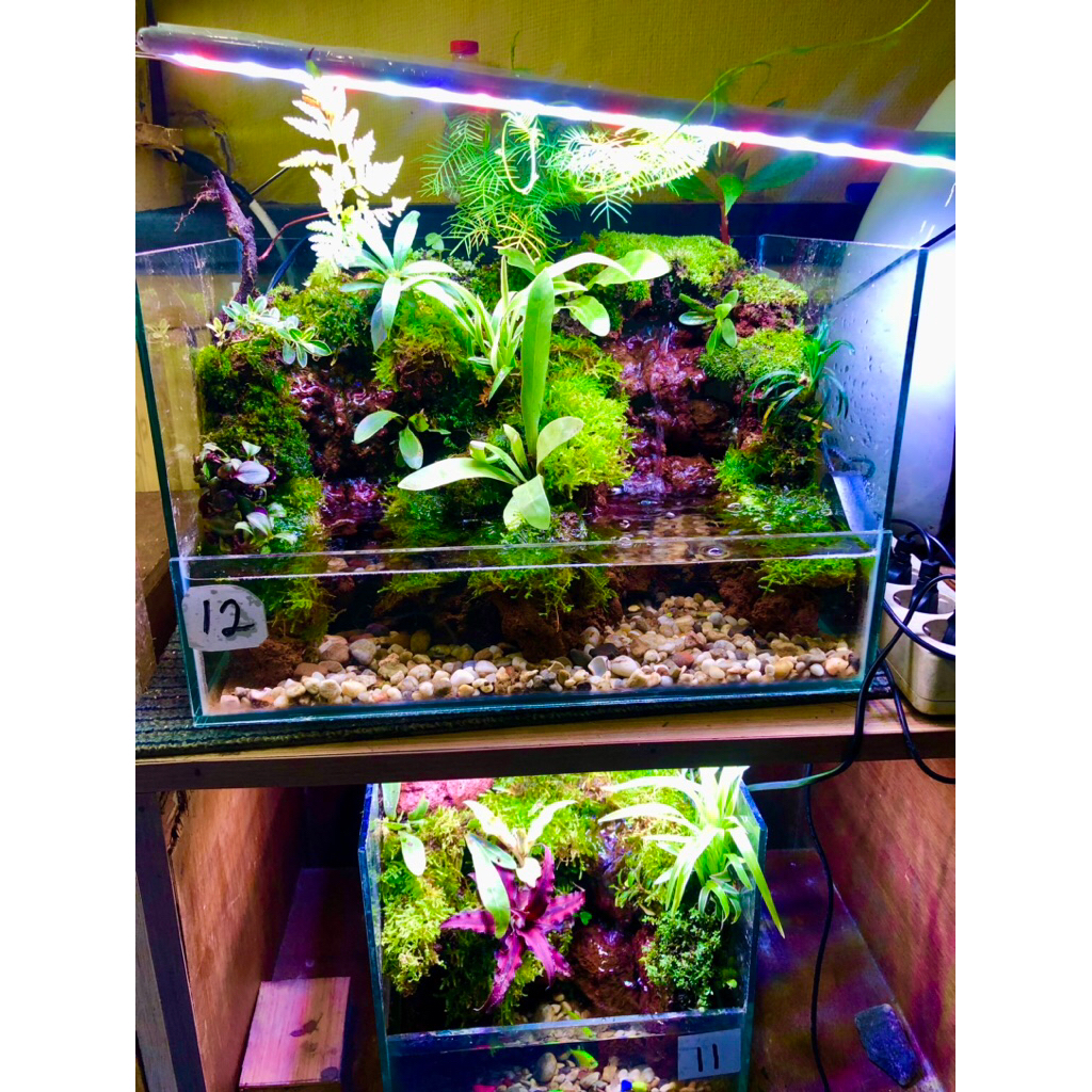 Jual paludarium 2 air terjun fullset size 40x25x25 cm fullset siap ...