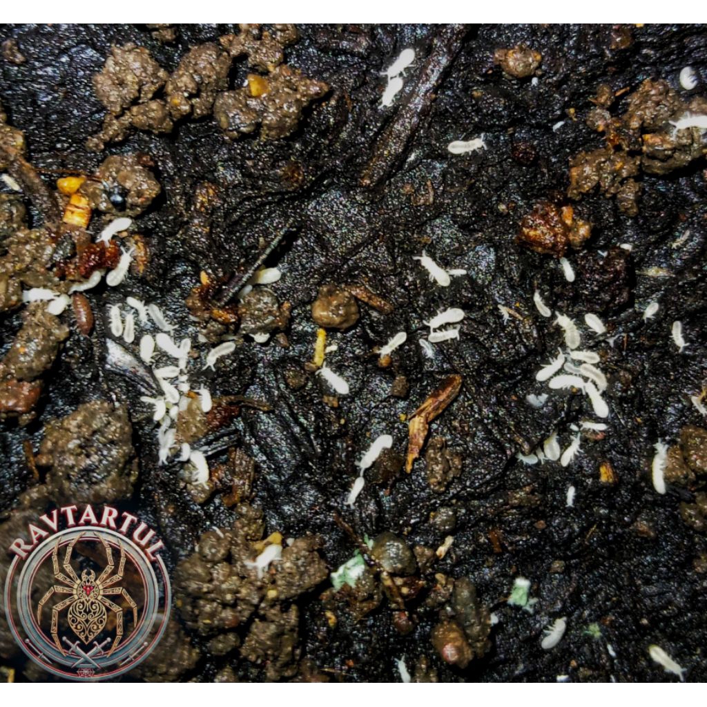 Jual DISPLAY. Springtail "White" pembersih terarium/valudarium ( PER ...