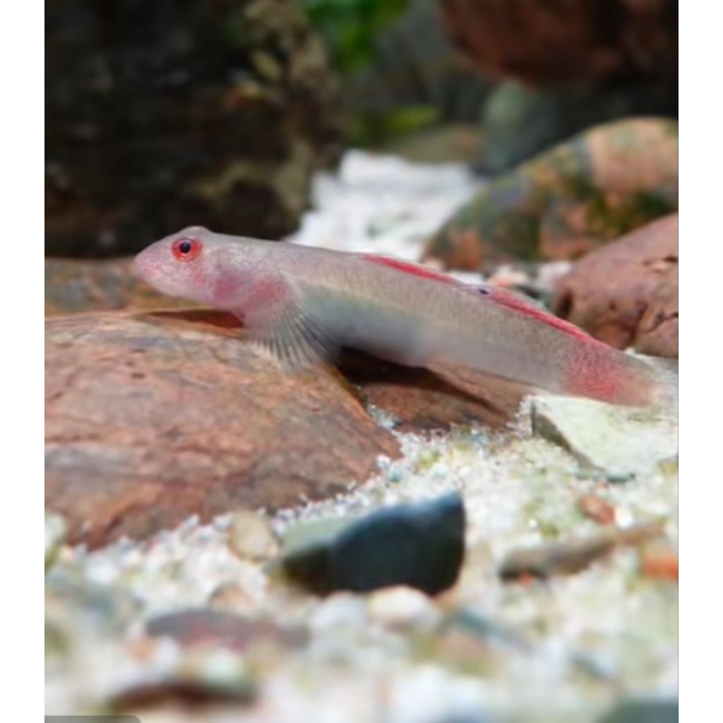Jual Ornamental Lentipes Mekonggaensis | Rare Item | Goby Mekong ...