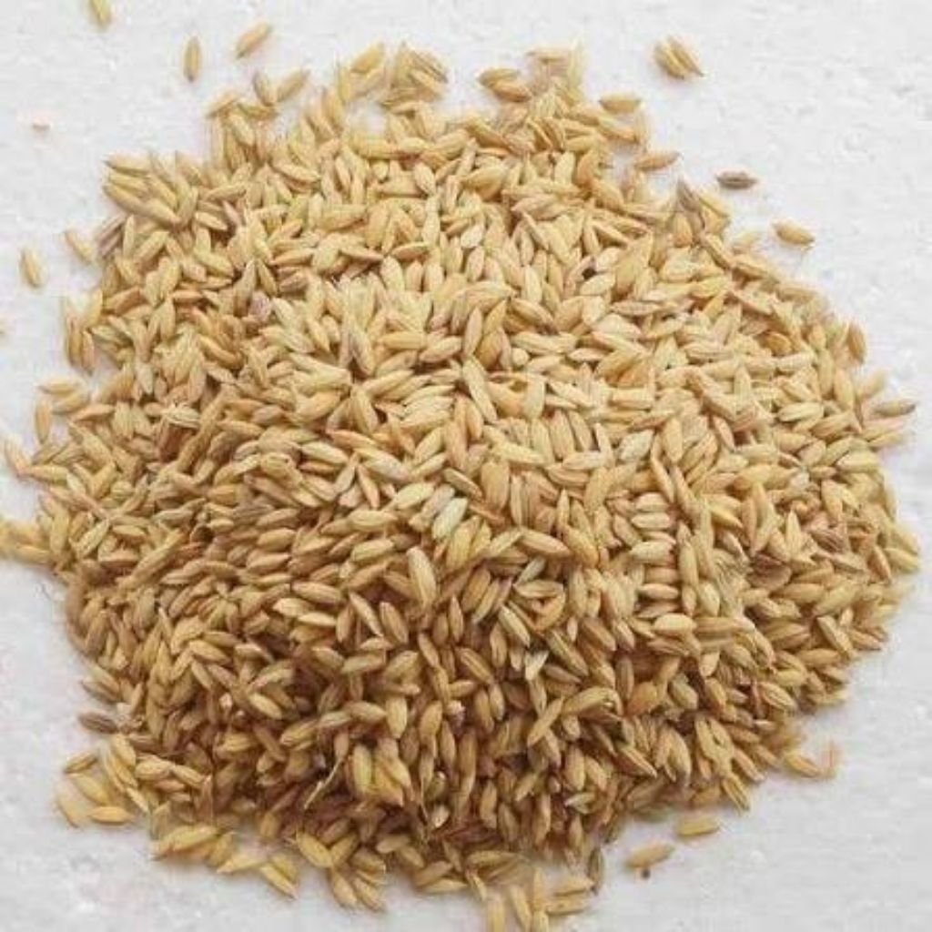 Jual padi Gabah kering 1kg Murni tanpa sekam untuk Benih maupun pakan ...
