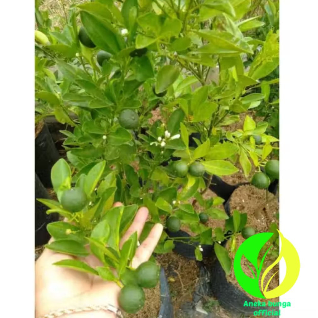 Jual POHON BUAH JERUK SONGKIT-KUNCI TINGGI 1 METER / TANAMAN BUAH JERUK ...