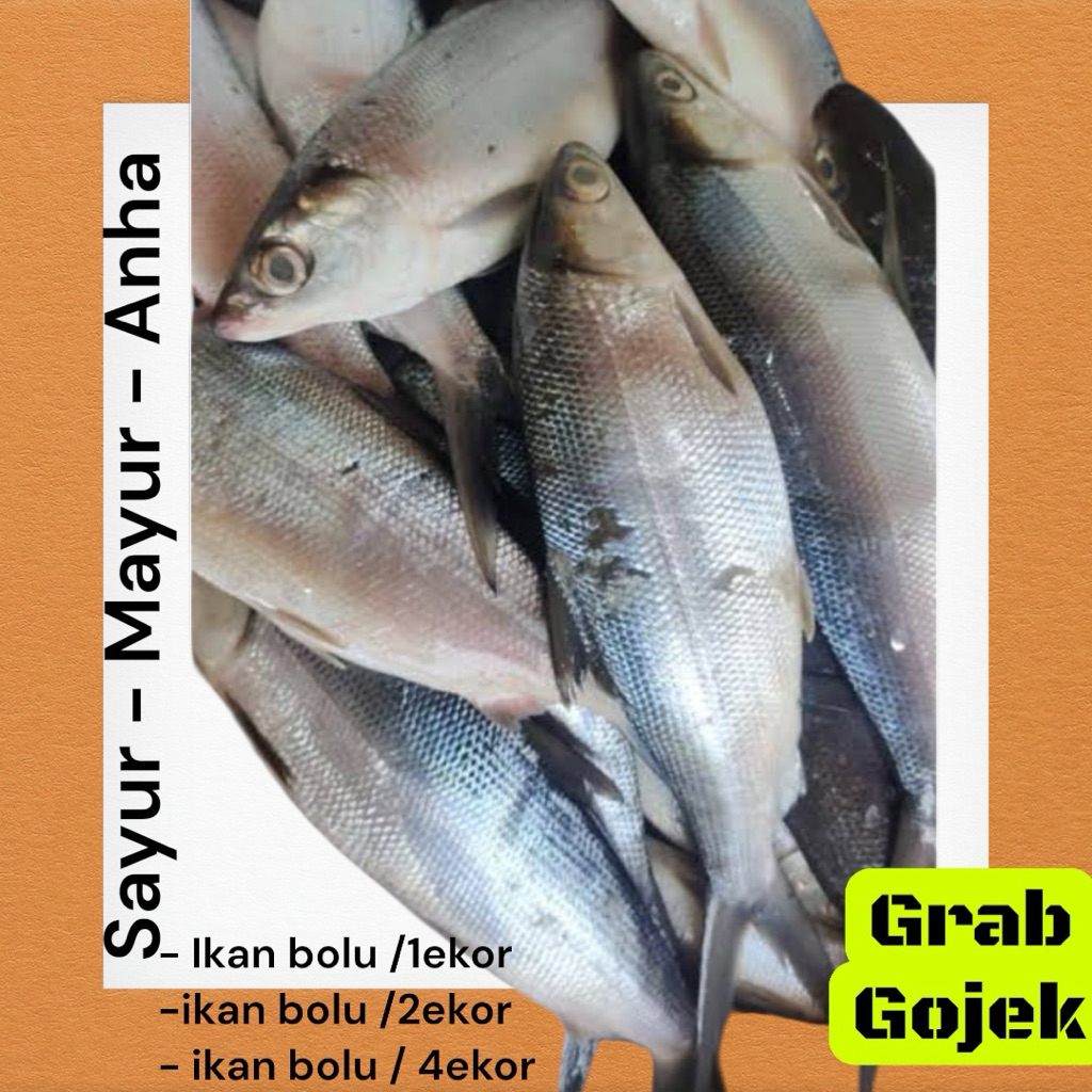 Jual Ikan Bolu / Bandeng Besar / Sayur Mayur Anha Makassar | Shopee ...
