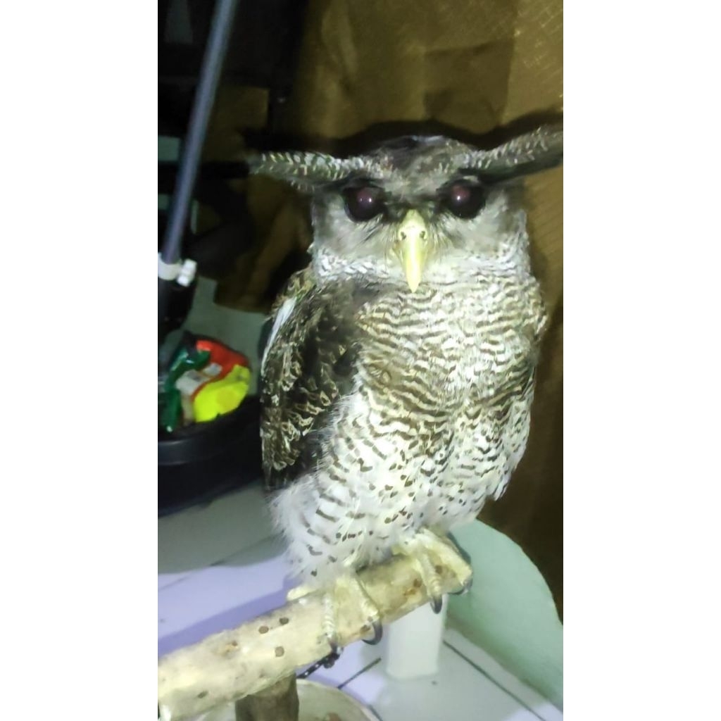 Jual burung bubo sumatranus | Shopee Indonesia