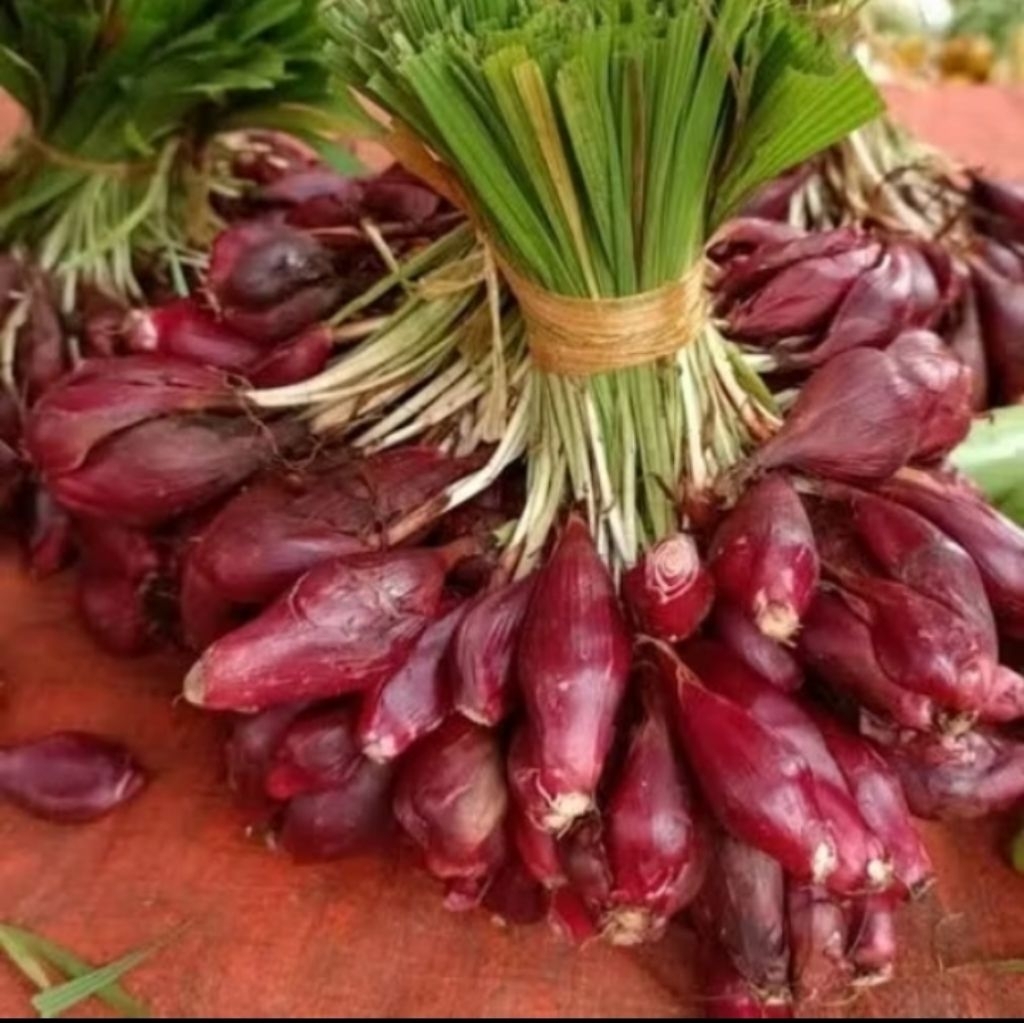 Jual umbi bawang dayak 20 siung atau umbi segar | Shopee Indonesia
