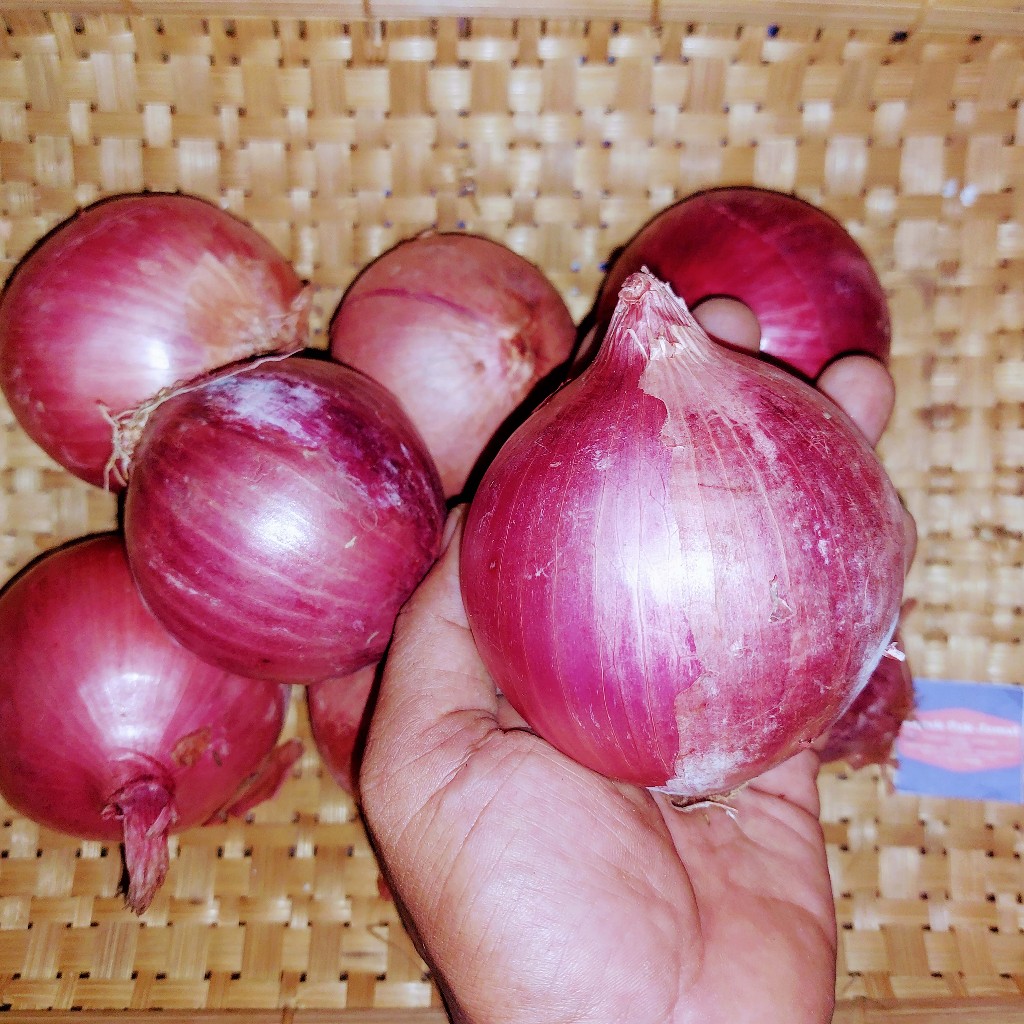 Jual Bawang BOMBAY MERAH - 500 Gram - Lapak Pak Jamal (LPJ) | Shopee ...