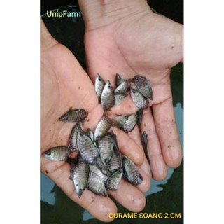Jual Bibit Gurame Soang Ukuran 2 CM 10 Ekor. Serasa beli ikan cupang ...