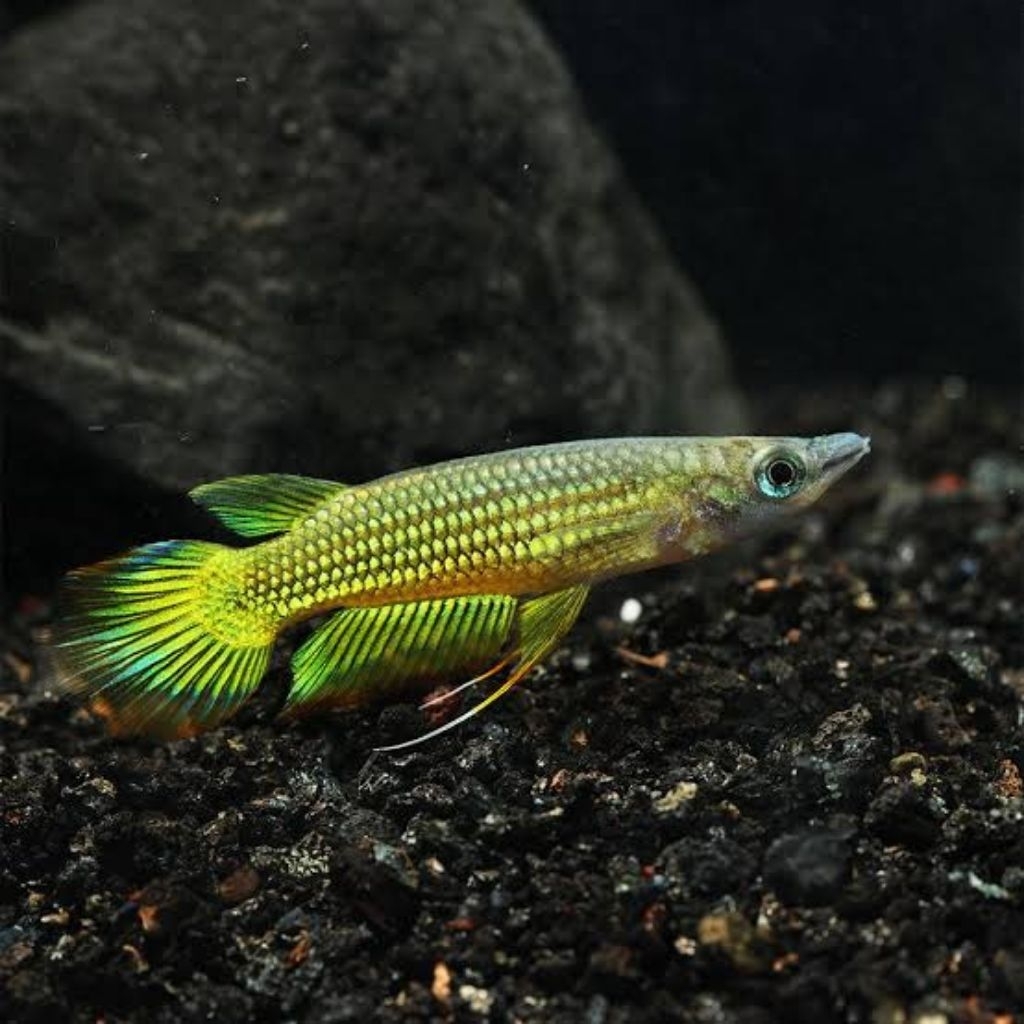 Jual ikan golden wonder killifish, Ikan kepala timah versi emas ...