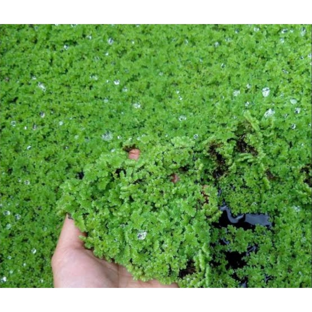 Jual Azolla Microphylla | Shopee Indonesia