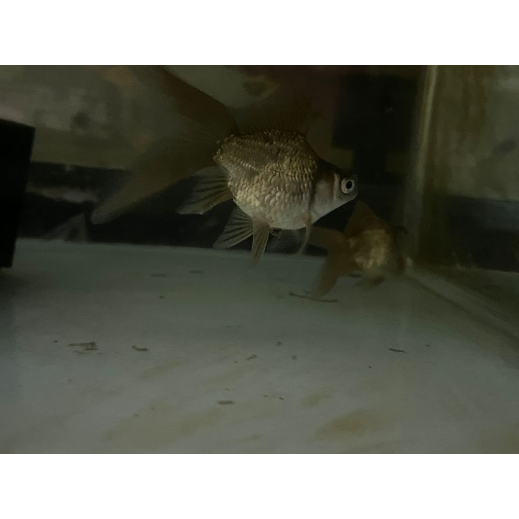 Jual KOI KARASU SLAYER UKURAN 8–10 CM | KOI HITAM ELEGAN | HIAS KOI ...