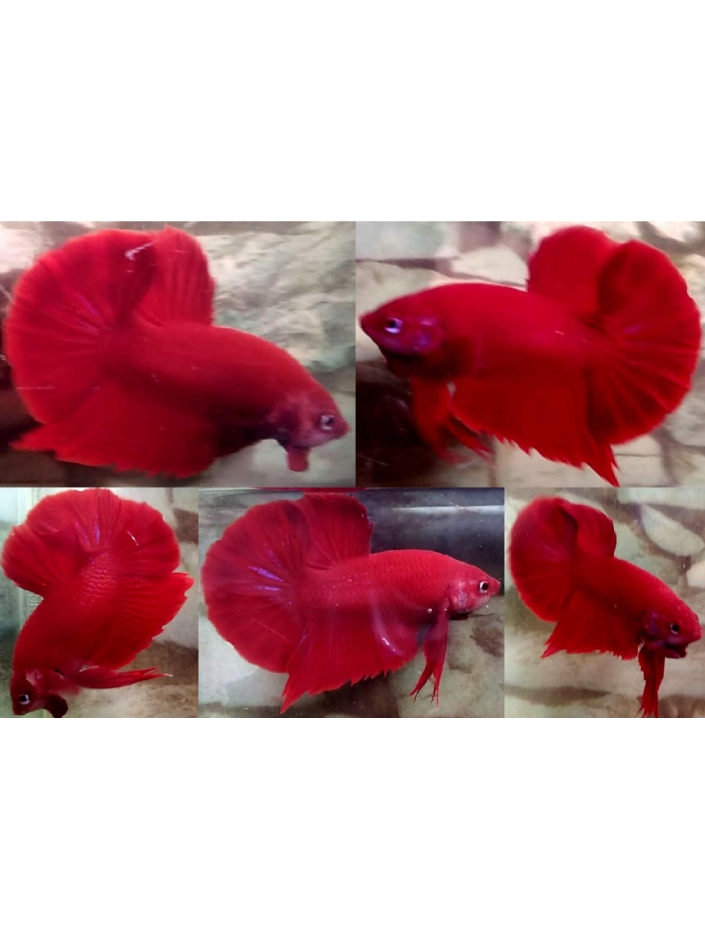 Jual Ikan Cupang Halfmoon Plakat HMPK Super Red, Bonus Pakan, HMPKSR01 ...