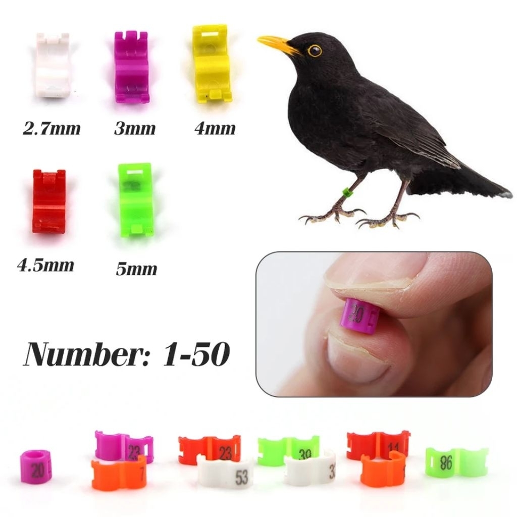 Jual RING BURUNG BIRD CLIP RING BURUNG DEWASA KENARI MURAI LOVEBIRD ...