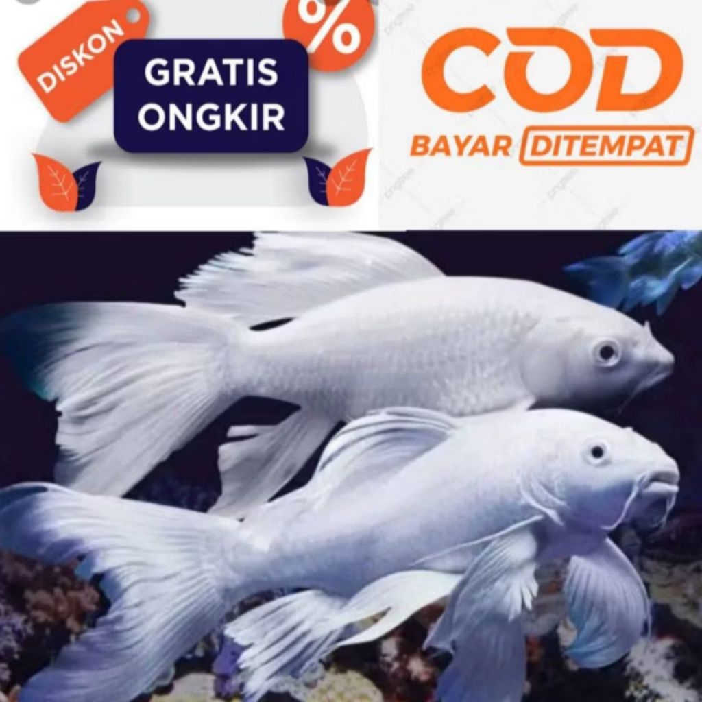 Jual hiyasan Akuarium koi slyer putih bersinar penari air tawar 7-8cm ...