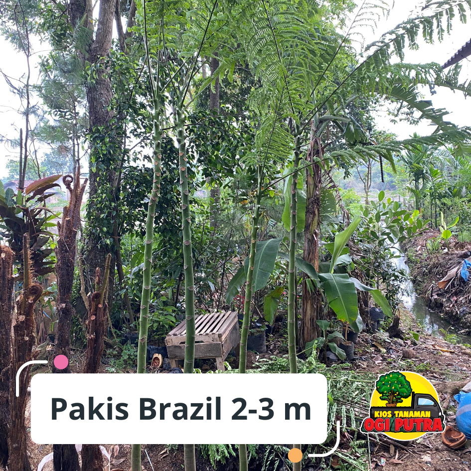 Jual Tanaman solobium atau pakis brazil ukuran 2 - 3 meter | Shopee ...