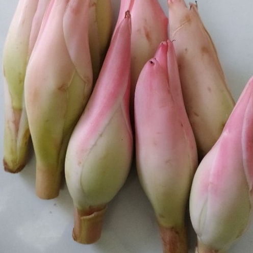 Jual Kecombrang Segar Kencong Honje Bunga Rias Bumbu Masak 500 gram ...