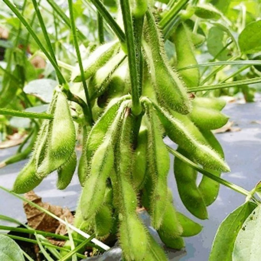 Jual BENIH / BIJI KACANG EDAMAME JEPANG (ISI 30 BUTIR BIJI) | Shopee ...