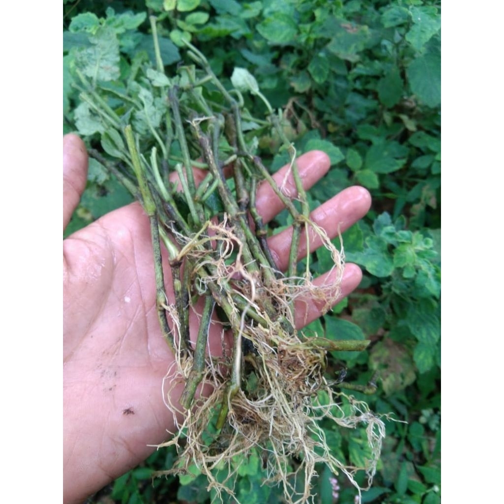 Jual Bibit Nilam ber akar (variates Sidikalang) | Shopee Indonesia