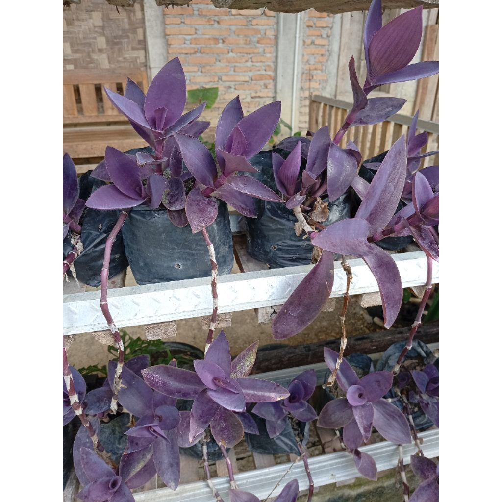 Jual Bunga Adam hawa | Shopee Indonesia