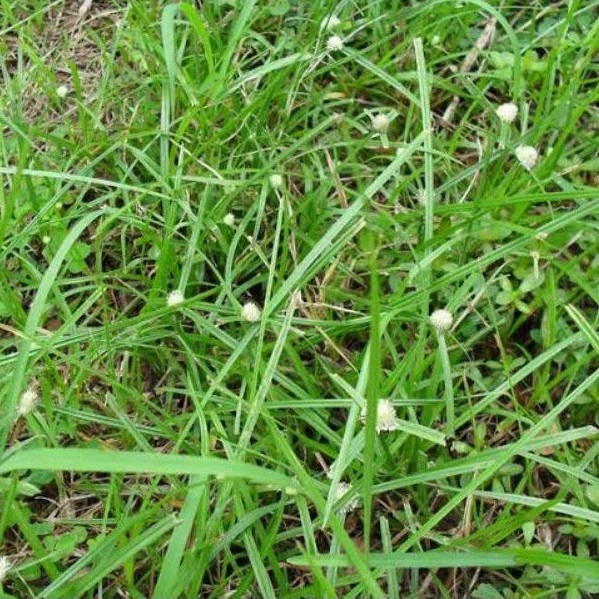 Jual Rumput Jukut Pendul Segar / Daun Jukut Pendul Segar Herbal Alami ...
