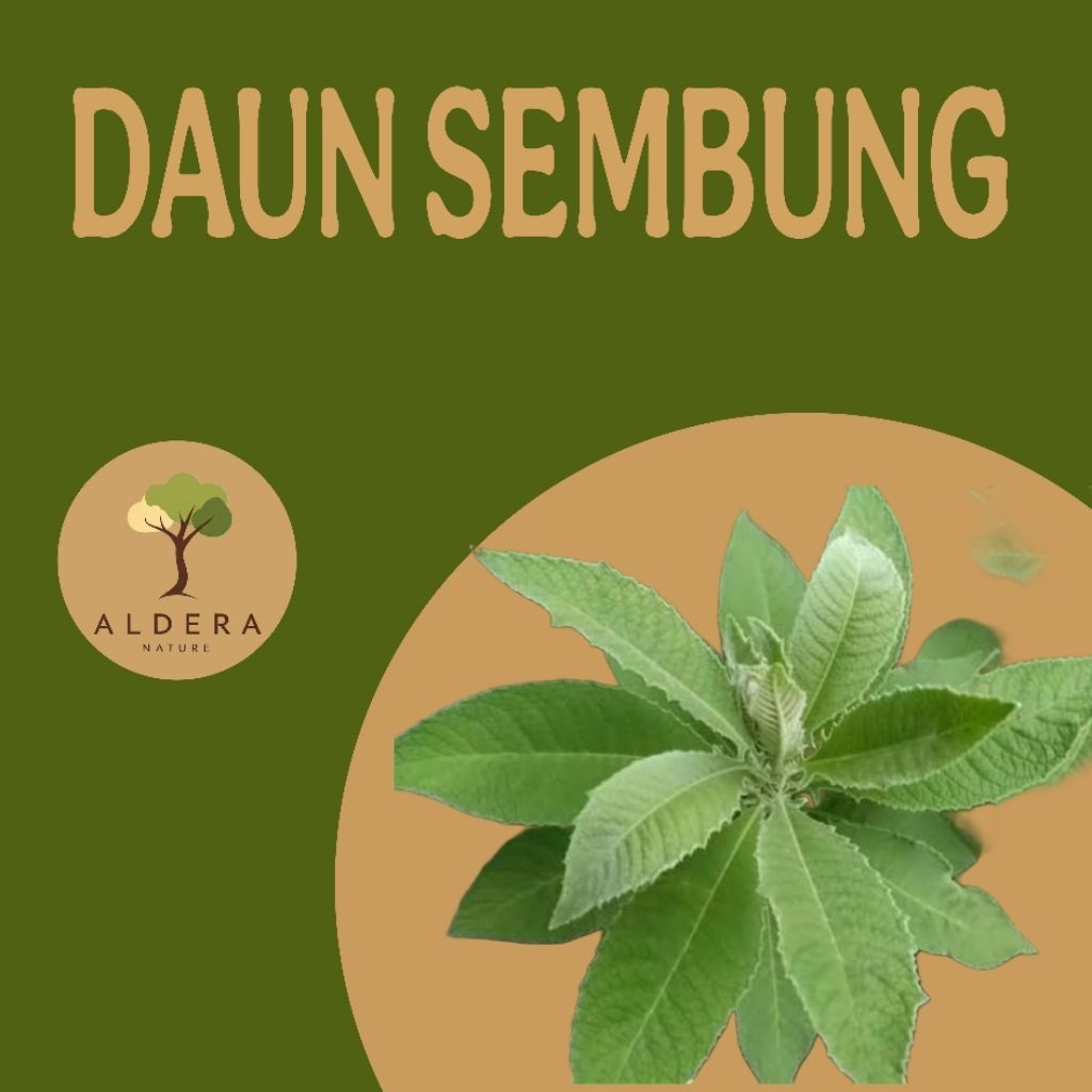 Jual Daun sembung (50gr) Banyak manfaat dan khasiatnya | Shopee Indonesia