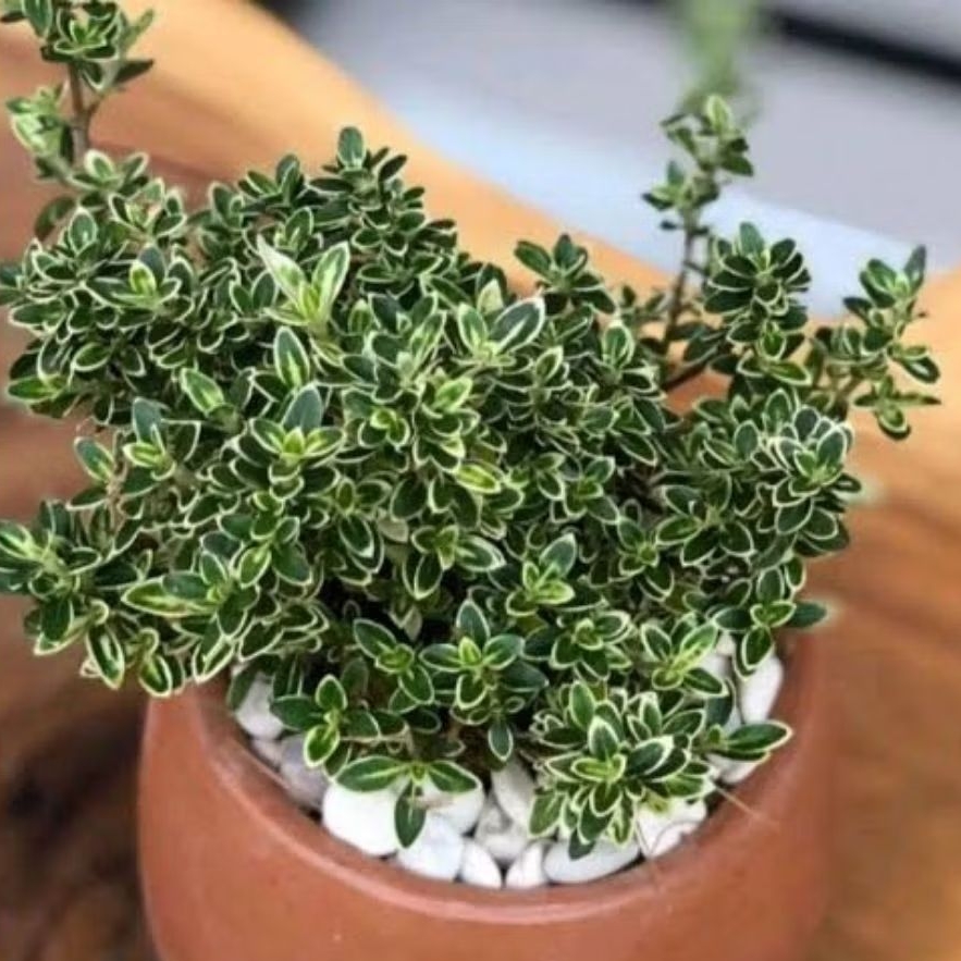 Jual Malpighia Coccigera - Tanaman Mirten Varigata - Tanaman Bahan ...