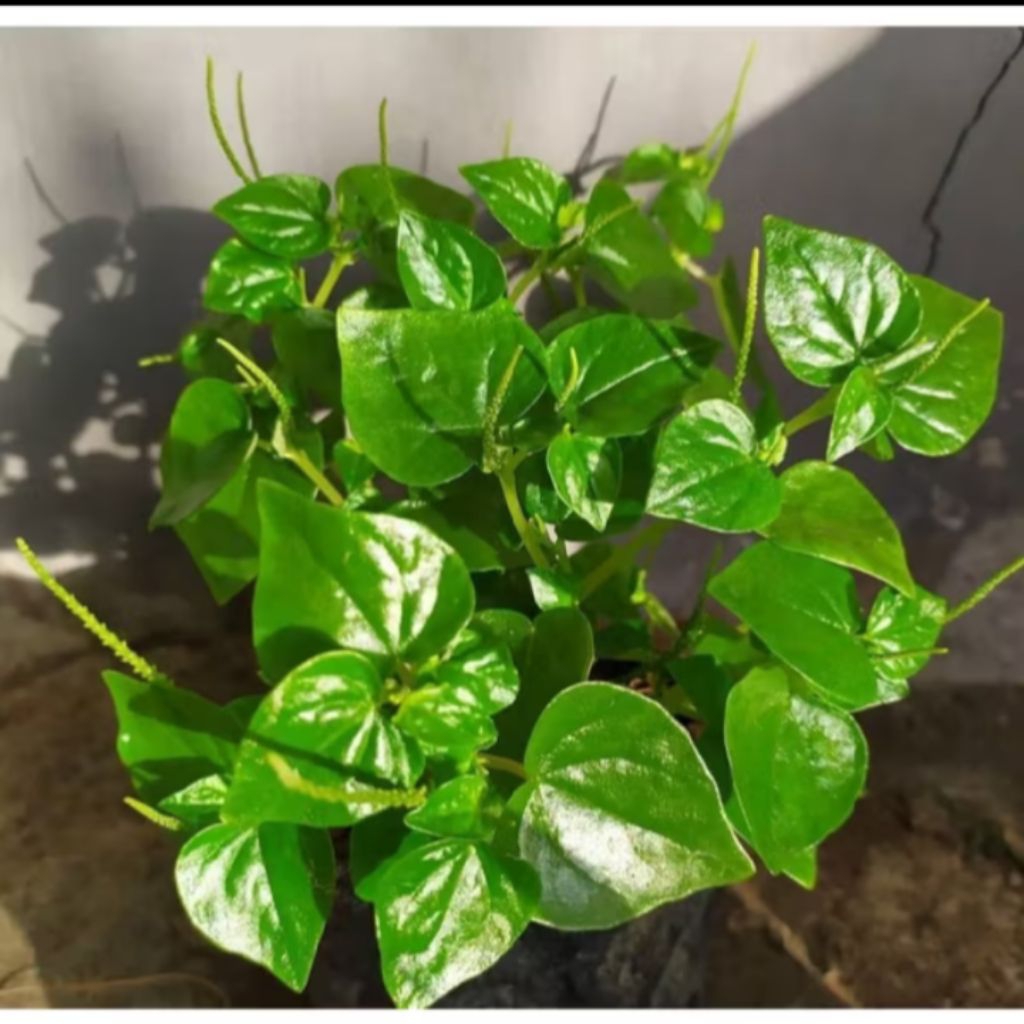 Jual Daun Sirih Cina Segar 1 kg - Daun Suruhan Ketumpang air | Shopee ...
